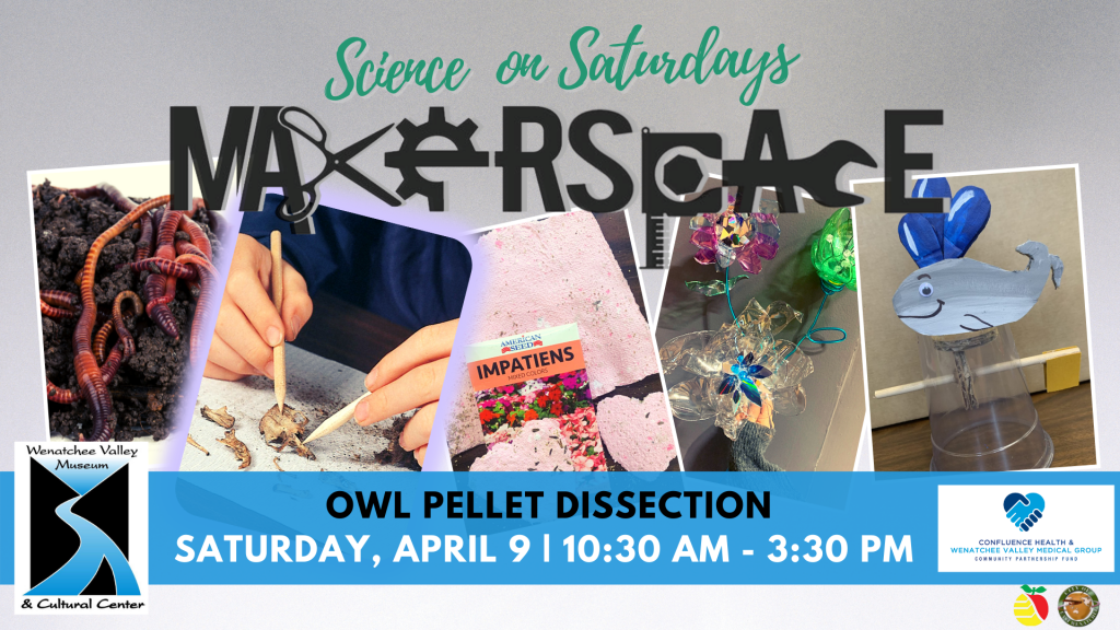 Science on Saturdays: Owl Pellet Dissection | Wenatchee Valley Museum ...