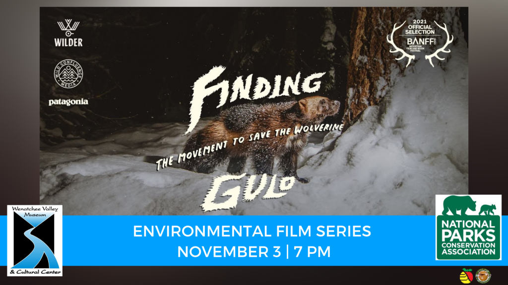 Environmental Film & Speaker Series: Finding Gulo | Wenatchee Valley Museum & Cultural Center